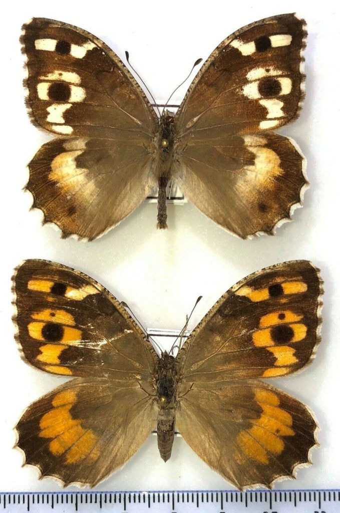 Lepidoptera. Satyridae. Chazara anthe, pair, A-, Armenia. Rare ...