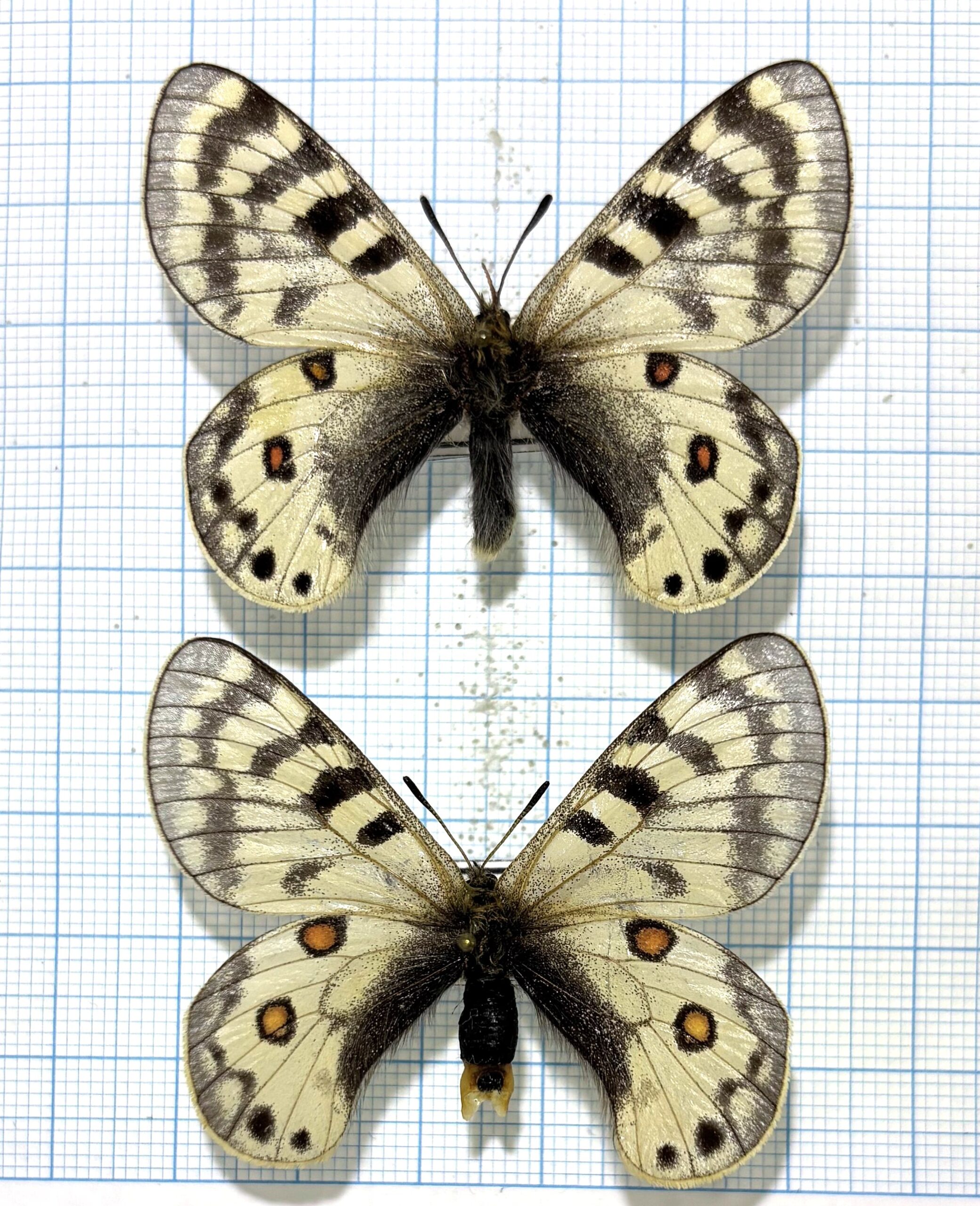 Parnassius staudingeri hissaricus, A1-, pair, Tadjikistan — InsectPlace