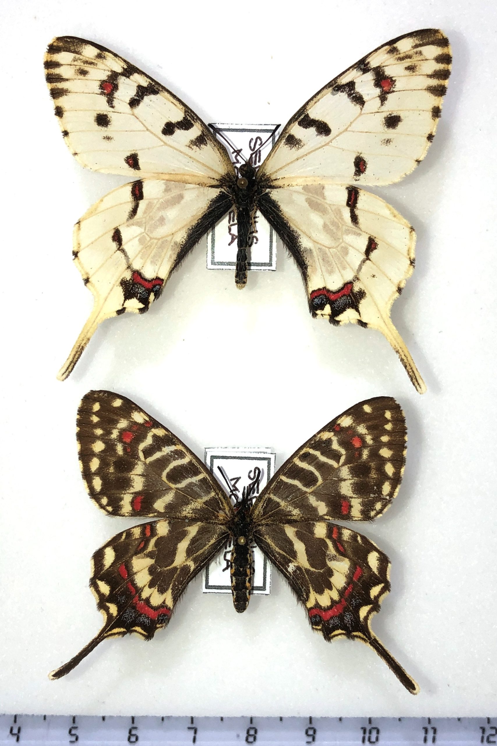 Lepidoptera. Papilionidae. Sericinus montela, pair, Spring form, A ...