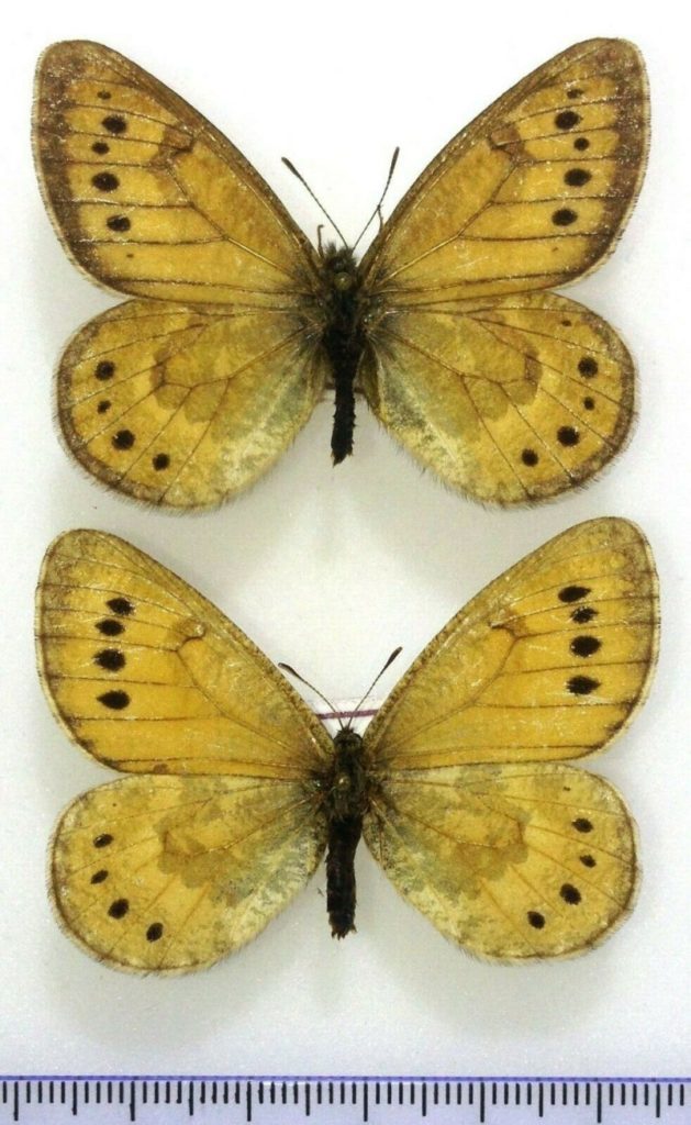 Lepidoptera. Satyridae. Oeneis tarpeia, pair, A1-, Russia, Altai ...