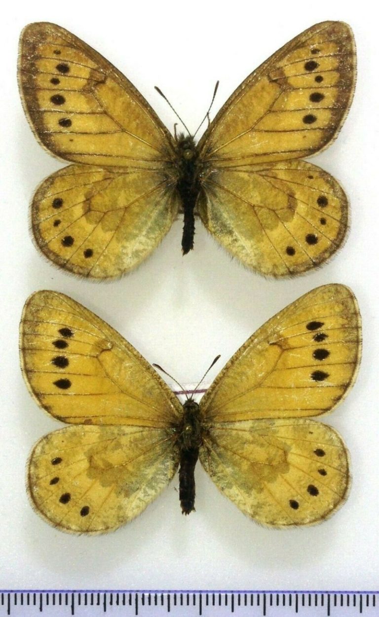 Lepidoptera. Satyridae. Oeneis tarpeia, pair, A1-, Russia, Altai ...