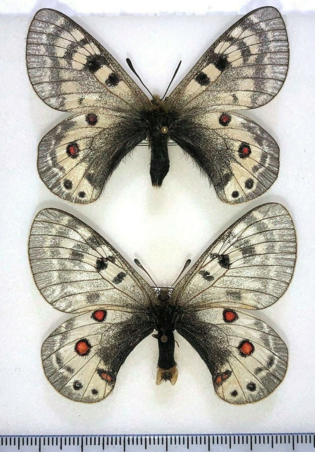 Lepidoptera. Parnassius delphius delphius, A-, pair, Kazakhstan ...