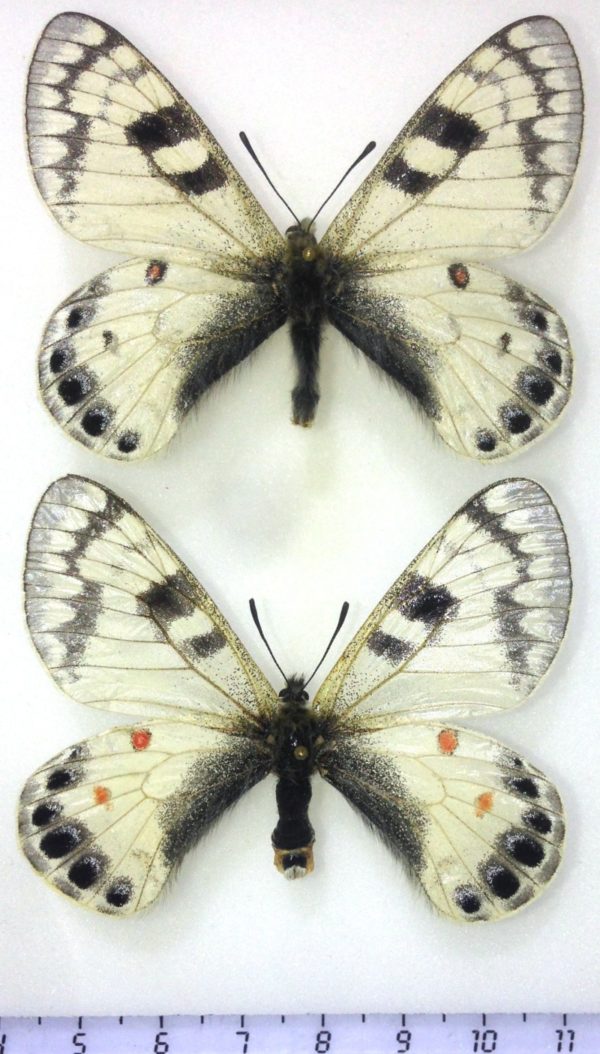 Lepidoptera. Parnassius loxias, A-, pair, RARE — InsectPlace
