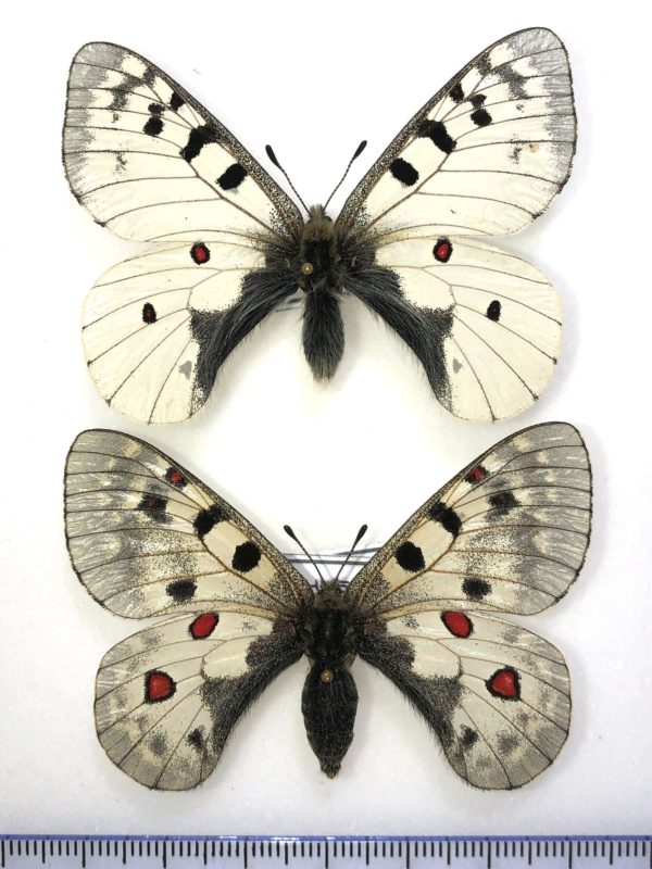 Lepidoptera. Parnassius phoebus bulawskii, A1, Pair, Transbaikalia ...