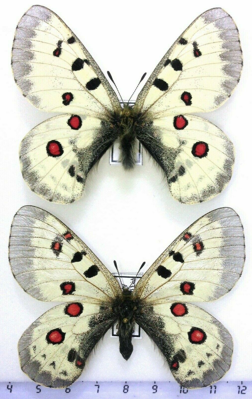 Lepidoptera. Parnassius tianschanicus astrictio, A1+,Pair, Kirghizia ...