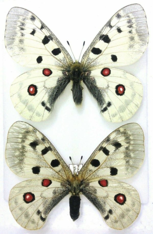 Lepidoptera. Parnassius tkathsukovi, A1, pair, Caucasus — InsectPlace