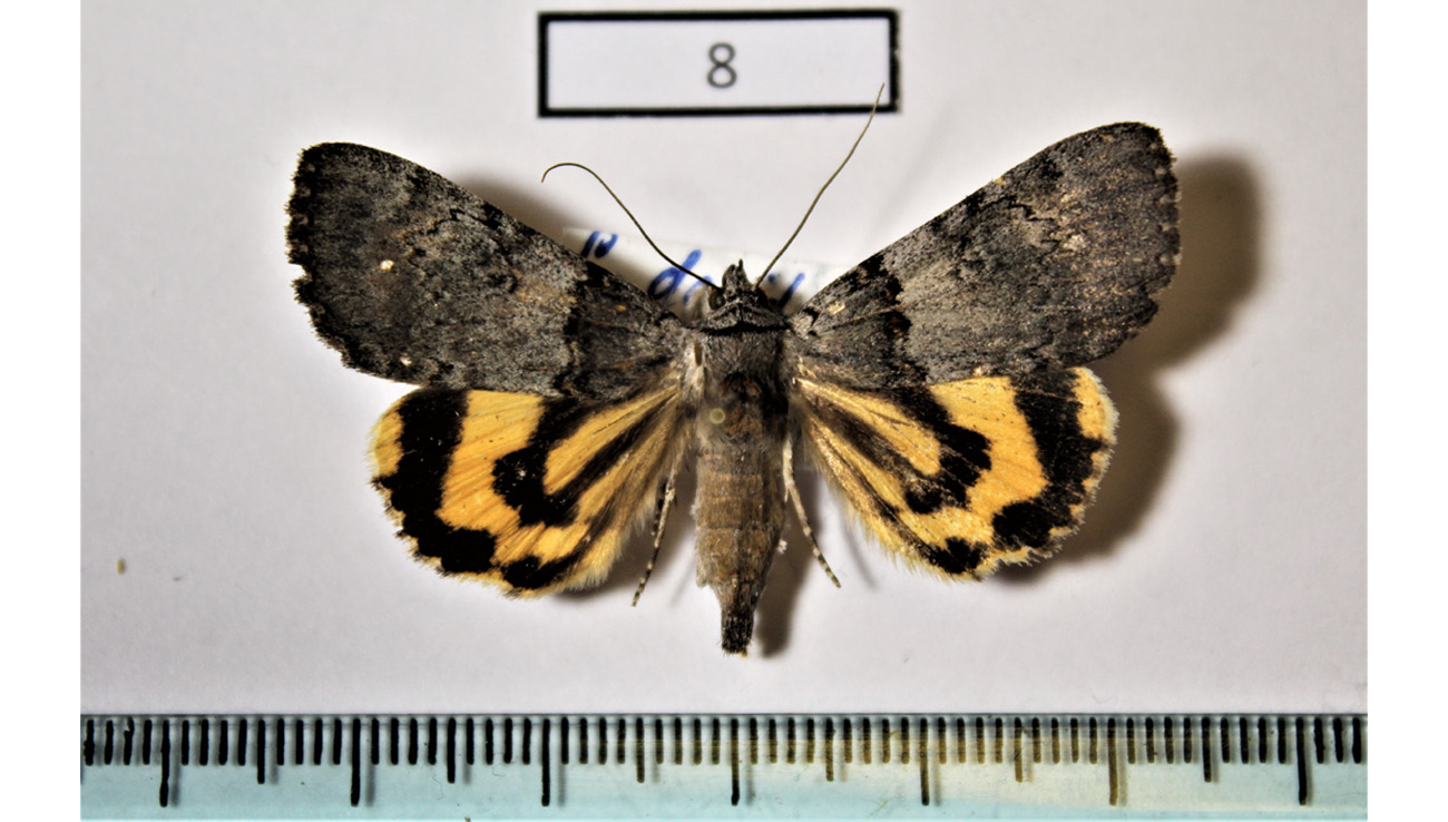 Insects Moths Noctuidae Catocala streckeri A1- Russia Far East Primorye ...
