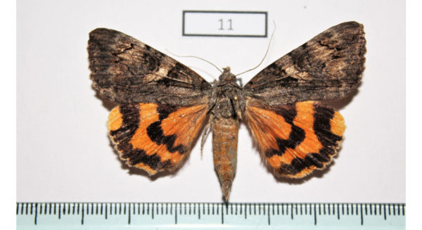 Insects Moths Noctuidae Catocala helena A- Russia Far East Primorye ...