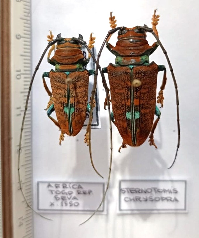 Sternotomis chrysopras, Pair, A1, Togo — InsectPlace