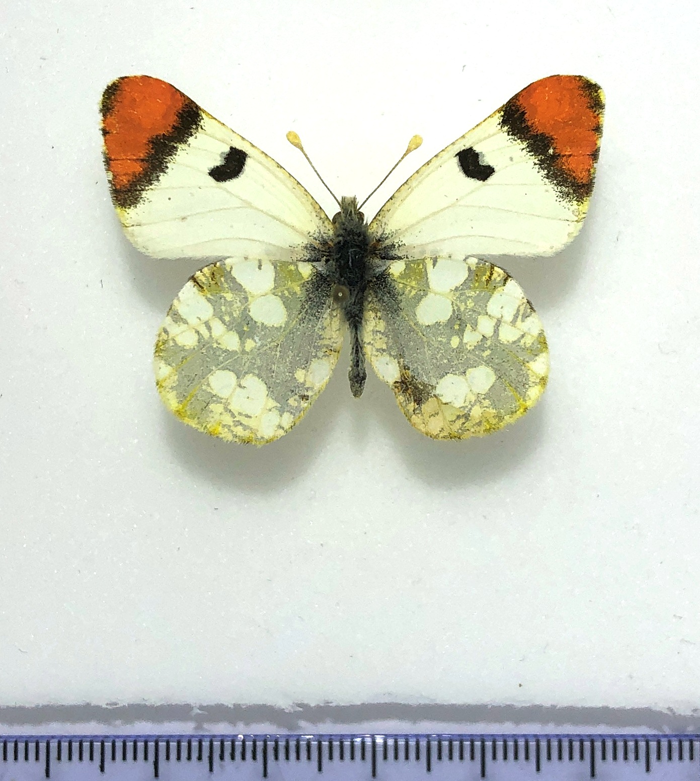 Zegris fausti, male, A-, Kazakhstan — InsectPlace