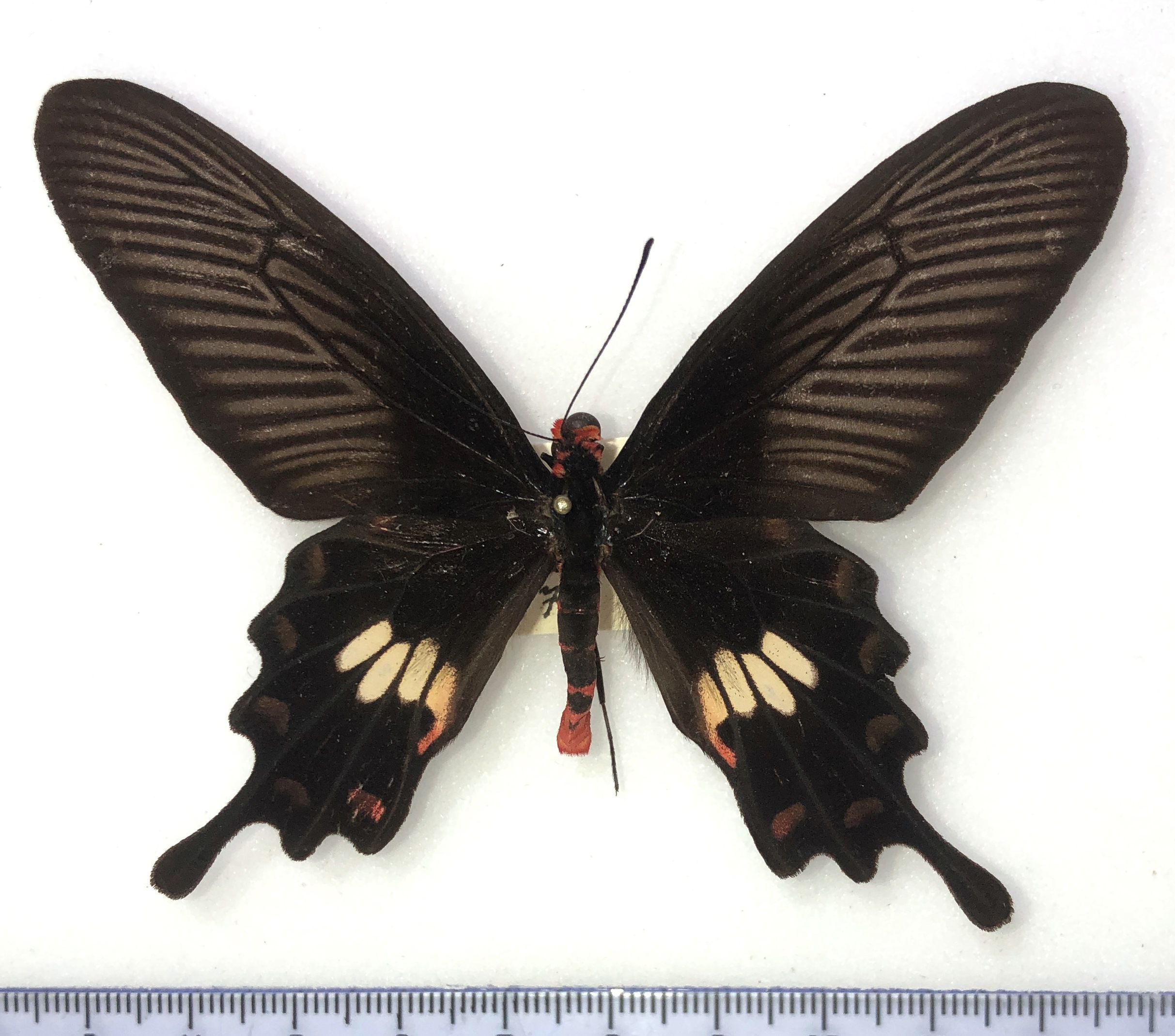 Lexias pardalis, female, A1-, Vietnam — InsectPlace