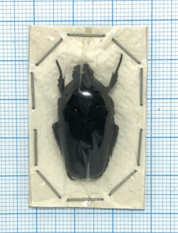 Thaumastopeus nigritus, Thailand — InsectPlace