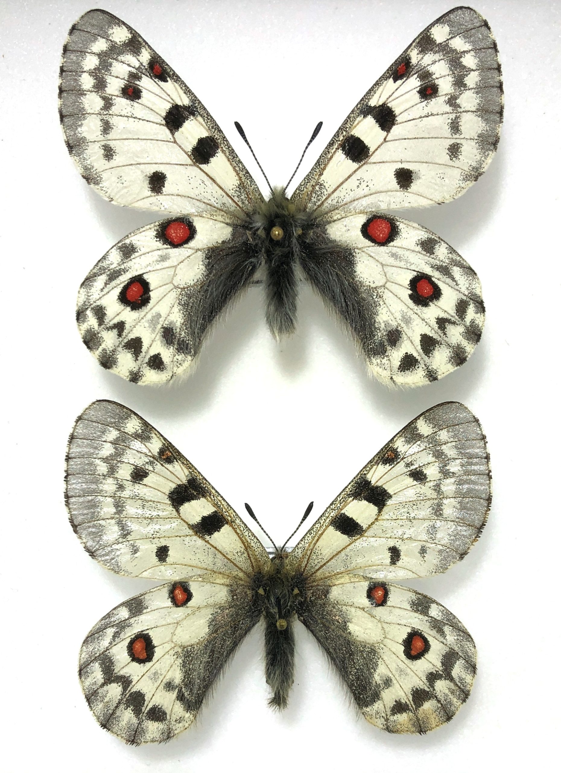 Parnassius actius brutus, A1-, pair, Tajikistan — InsectPlace