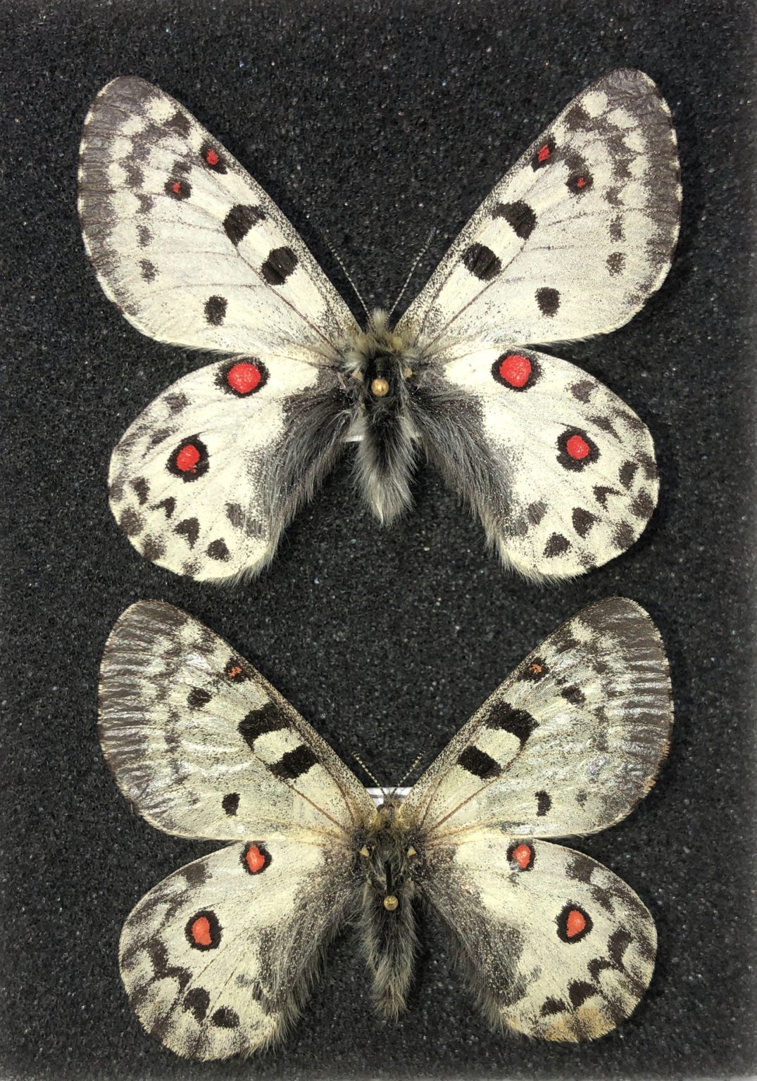 Parnassius actius brutus, A1-, pair, Tajikistan — InsectPlace
