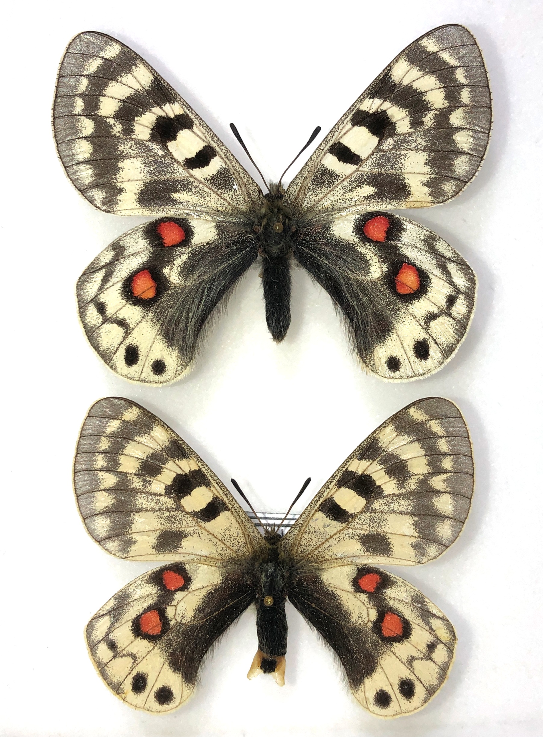 Parnassius cardinal, A1-, pair, Tajikistan, RARE — InsectPlace