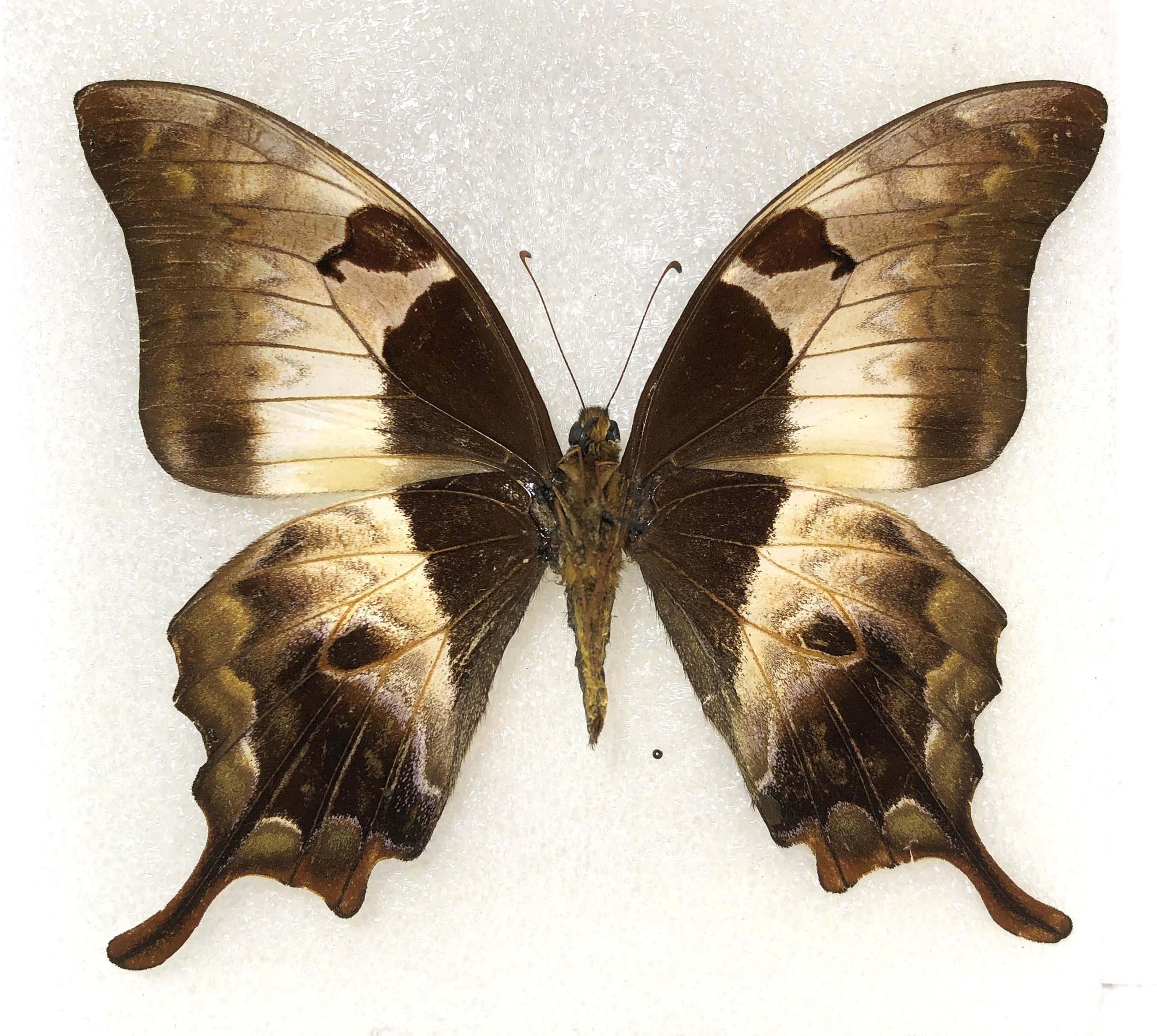 Meandrusa sciron ssp, pair, A2, Vietnam, RARE — InsectPlace