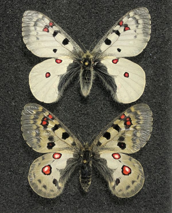 Lepidoptera. Parnassius phoebus sauricus, A1, Pair, Kazakhstan ...