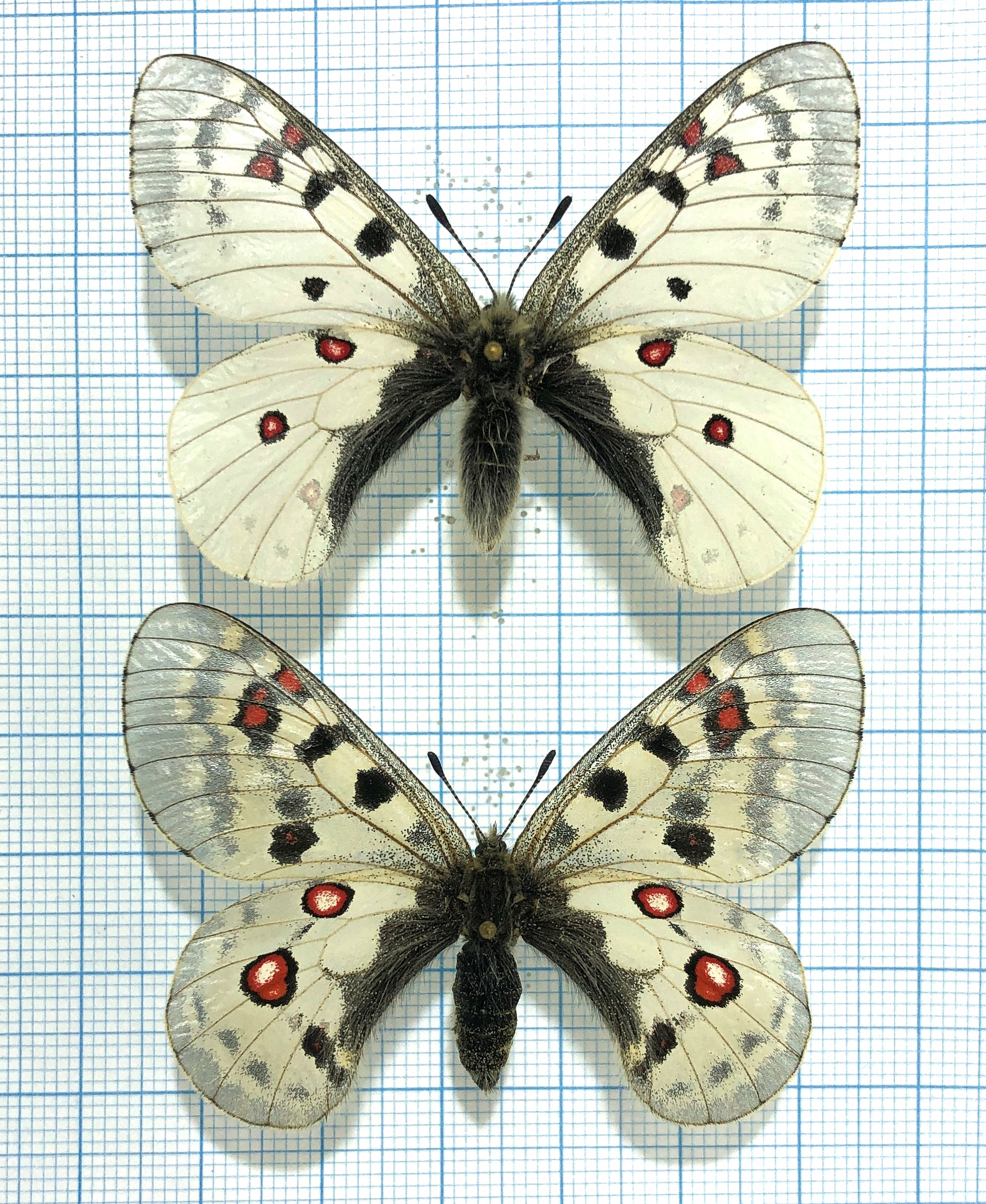 Lepidoptera. Parnassius phoebus sauricus, A1, Pair, Kazakhstan ...