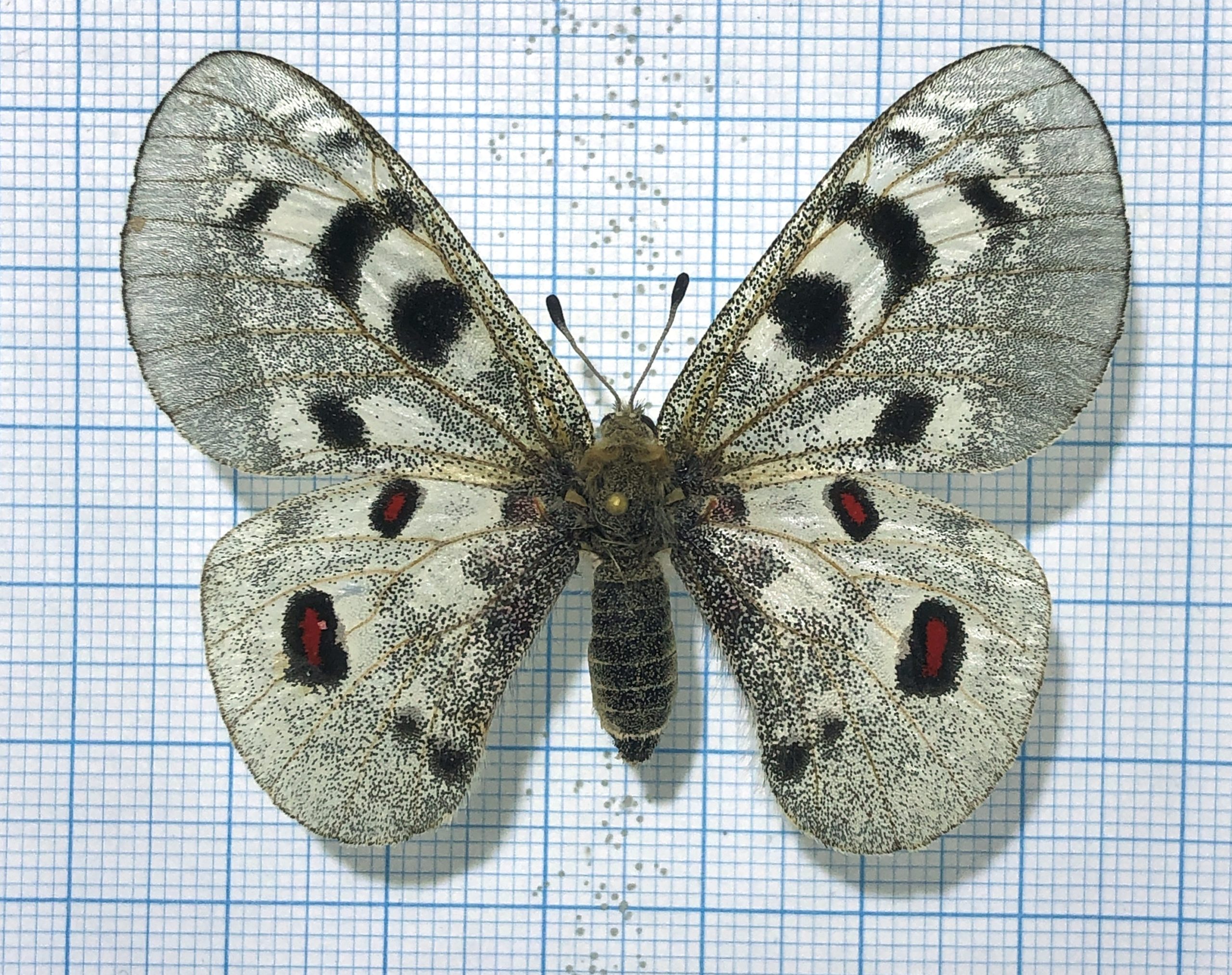 Parnassius a albanicus, A1-, Female, Albania, ABERRATION — InsectPlace