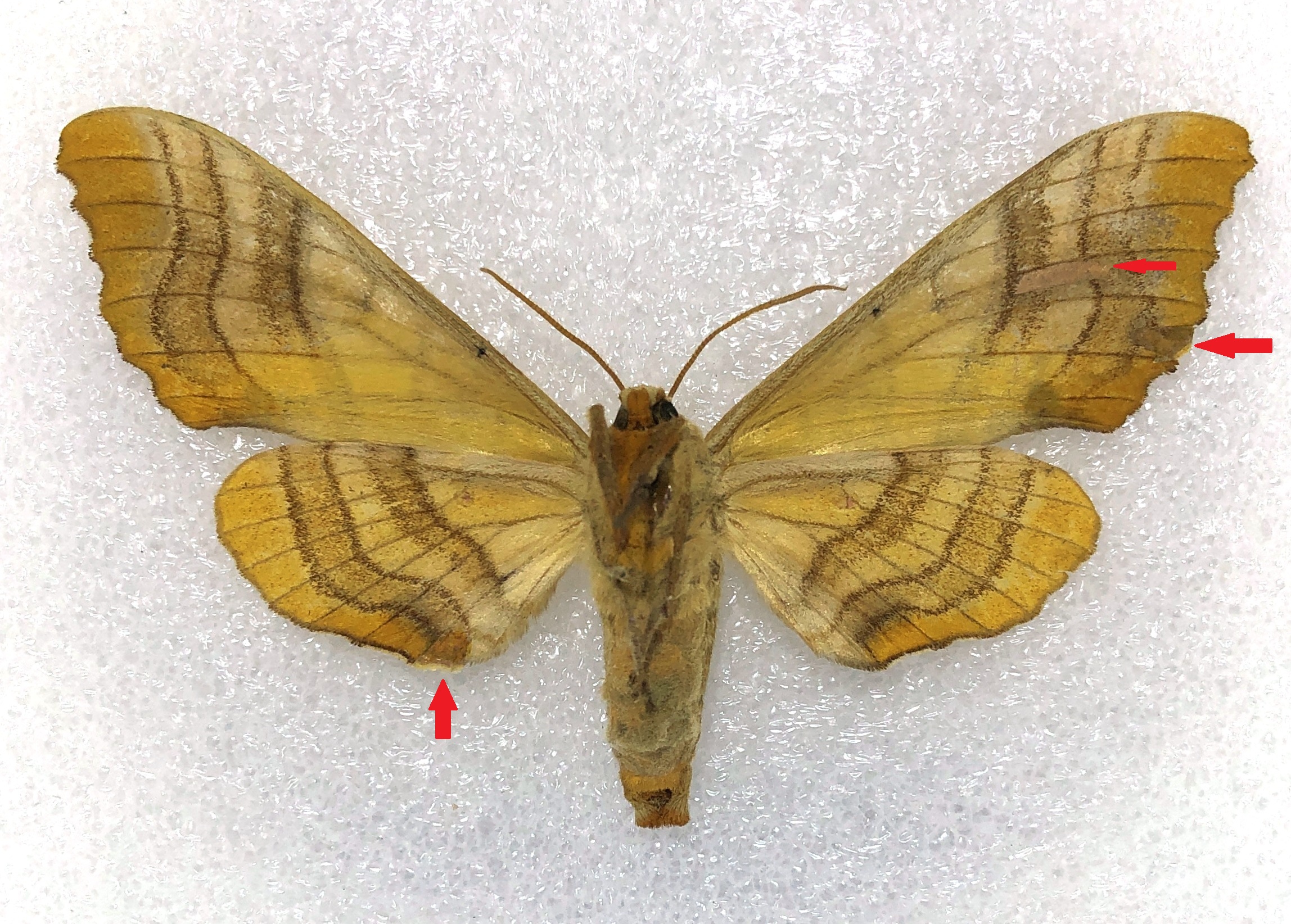 Marumba maackii, pair, A-, Far East — InsectPlace