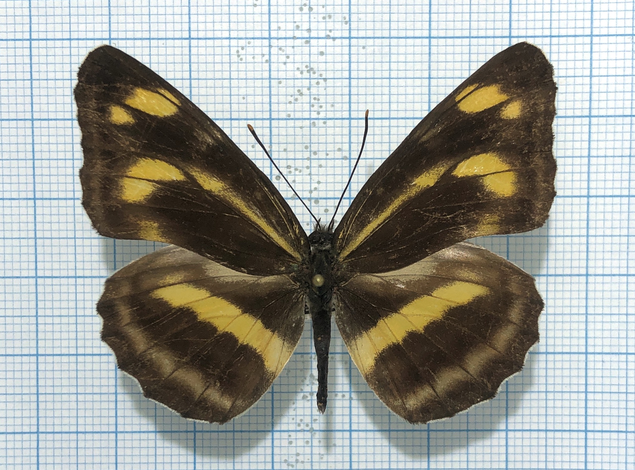 Neptis (Aldania) thisbe, A2, male, Far East — InsectPlace