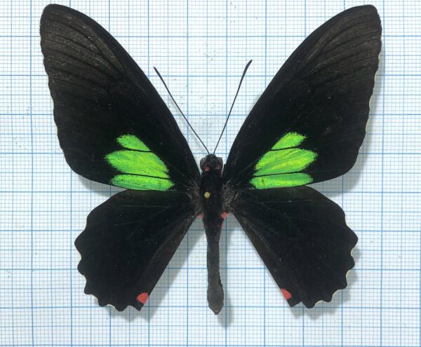Parides sesostris, male, A1-, Peru — InsectPlace