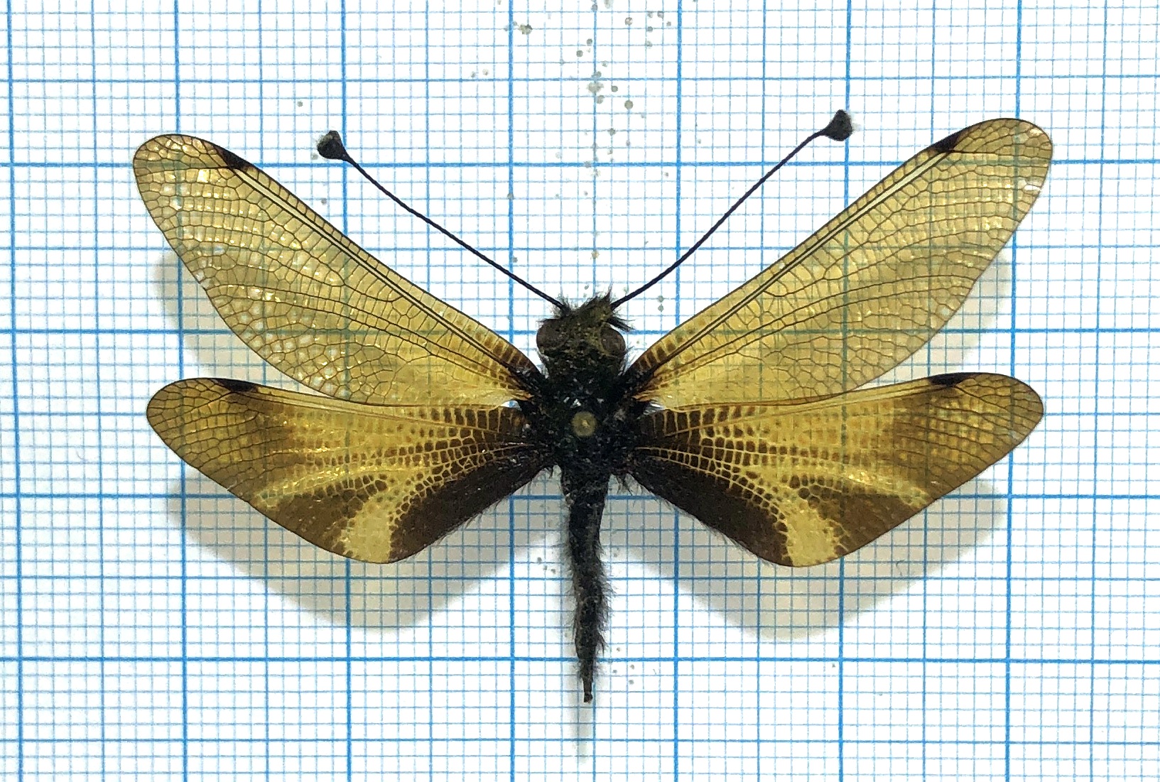Ascalaphidae. Libelloides hispanicus, Georgia — InsectPlace