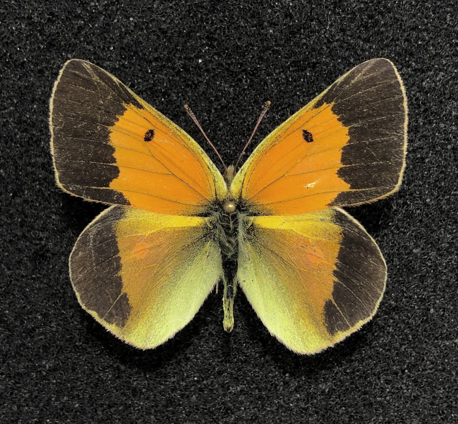 Colias draconis, A-, Male, Kyrgyzstan — InsectPlace