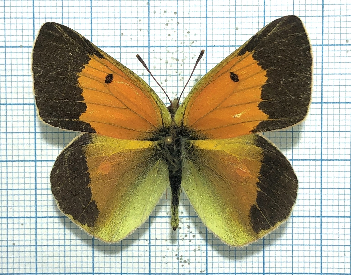 Colias draconis, A-, Male, Kyrgyzstan — InsectPlace