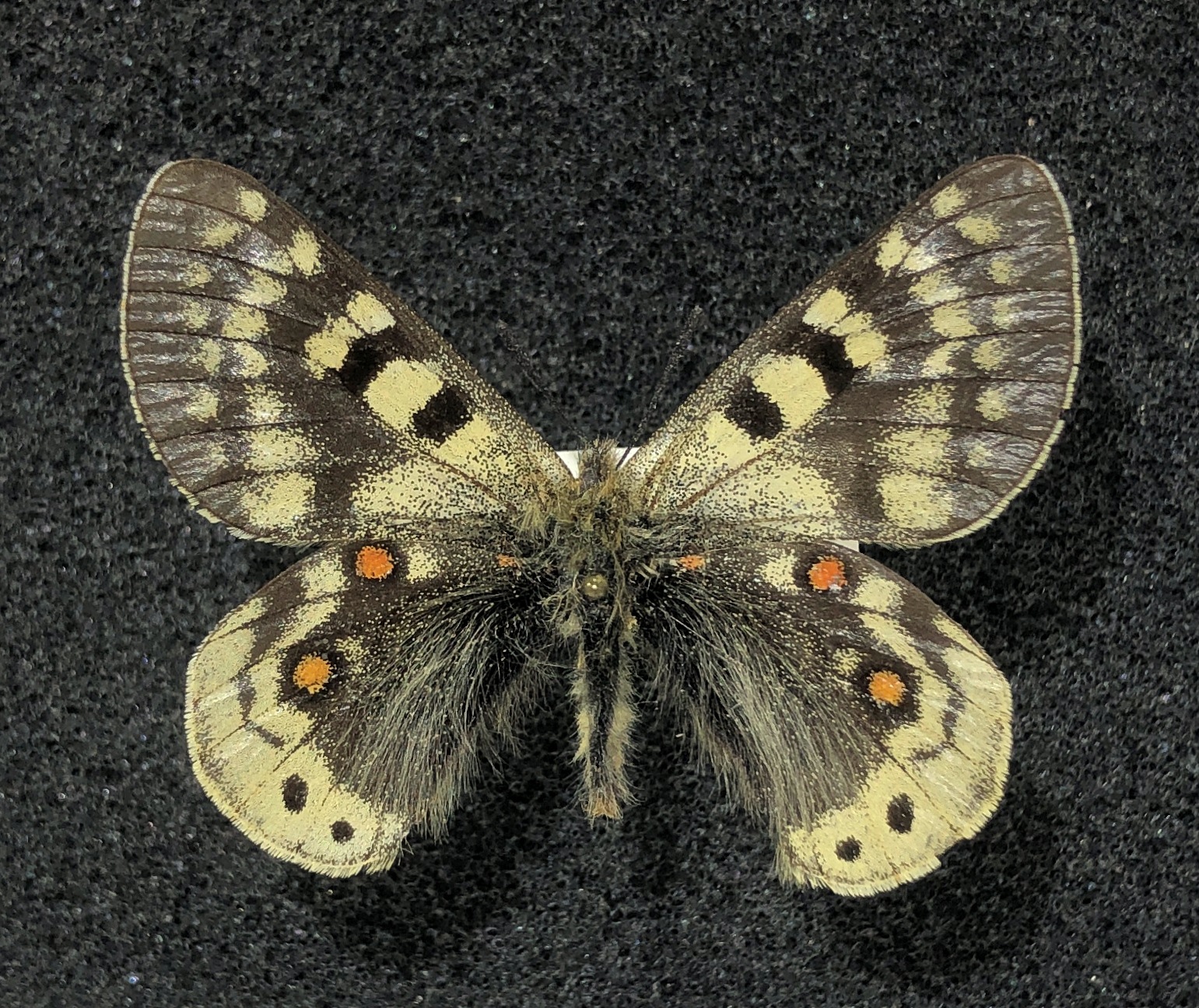 Parnassius acdestis lathonius, good A2, male, Tibet — InsectPlace
