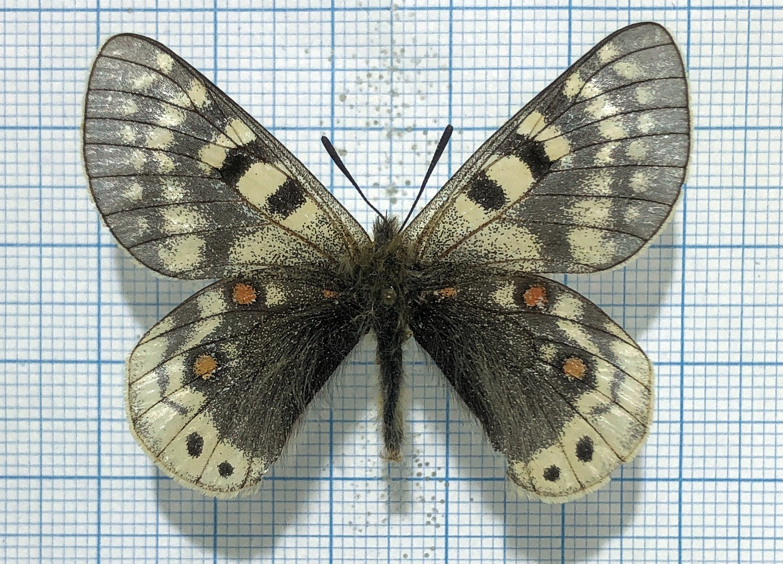 Parnassius acdestis lathonius, good A2, male, Tibet — InsectPlace