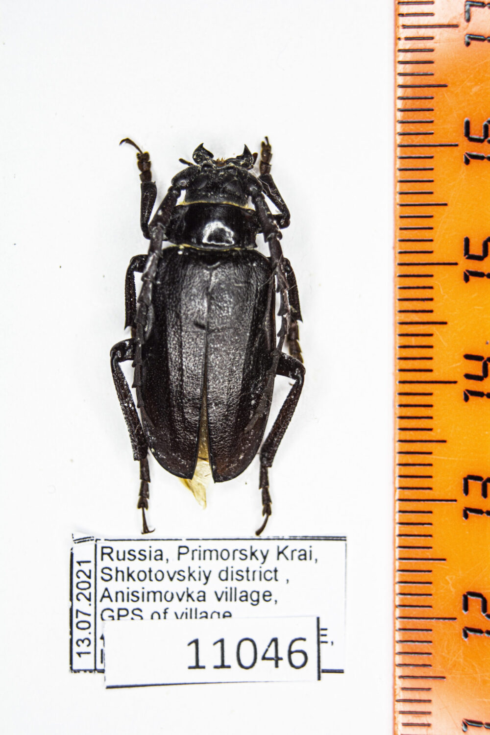 Prionus insularis Motschulsky, 1857 #11046 — InsectPlace