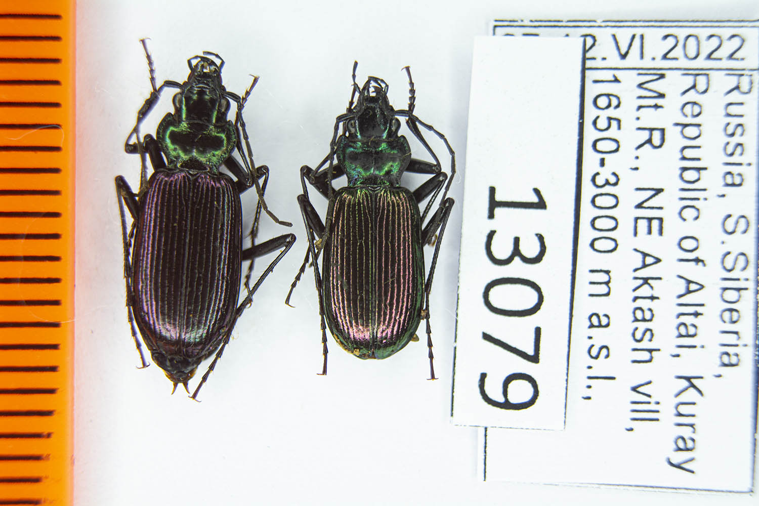 Nebria (Catonebria) aenea (Gebler, 1825) #13079 — InsectPlace