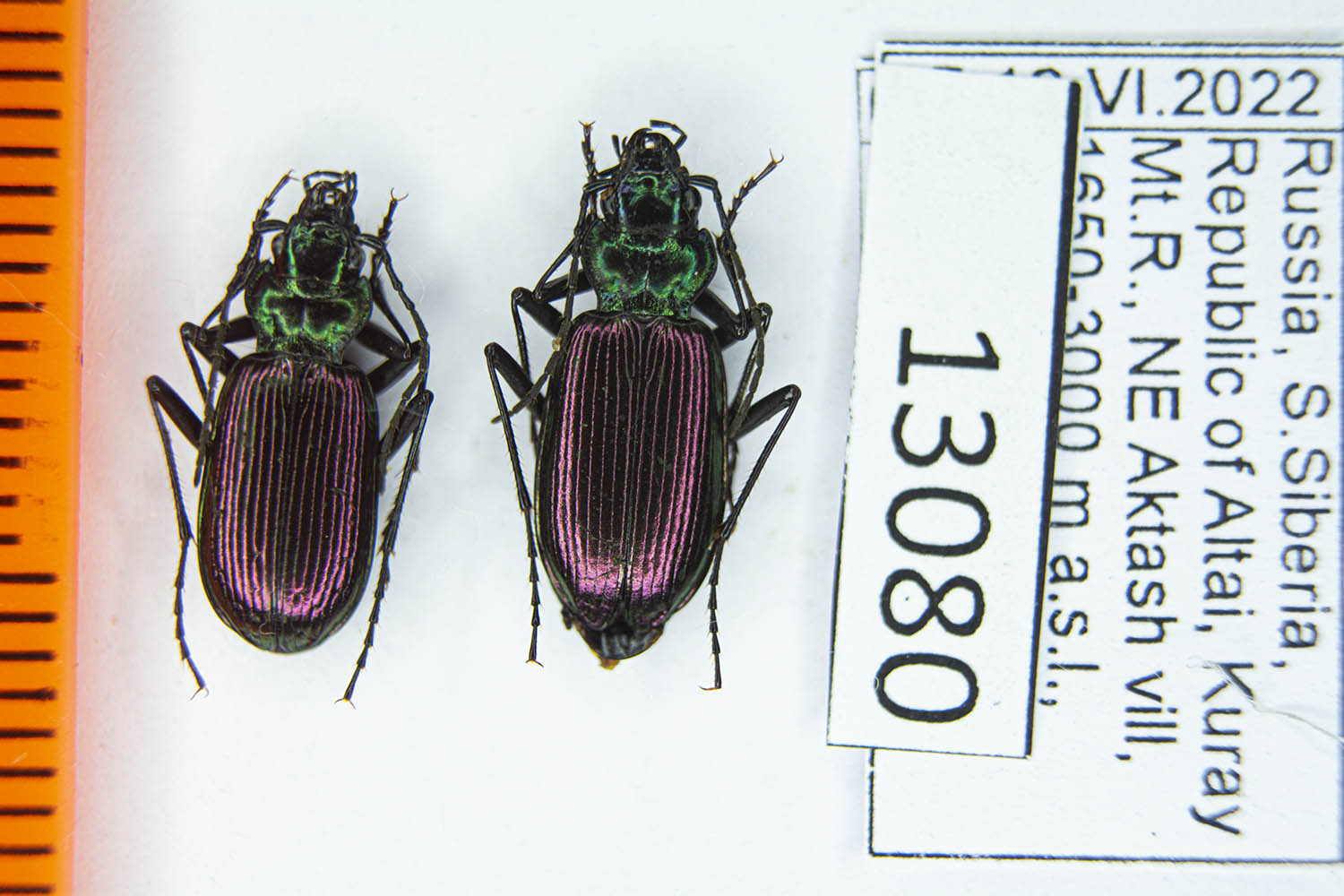 Nebria (Catonebria) aenea (Gebler, 1825) #13080 — InsectPlace