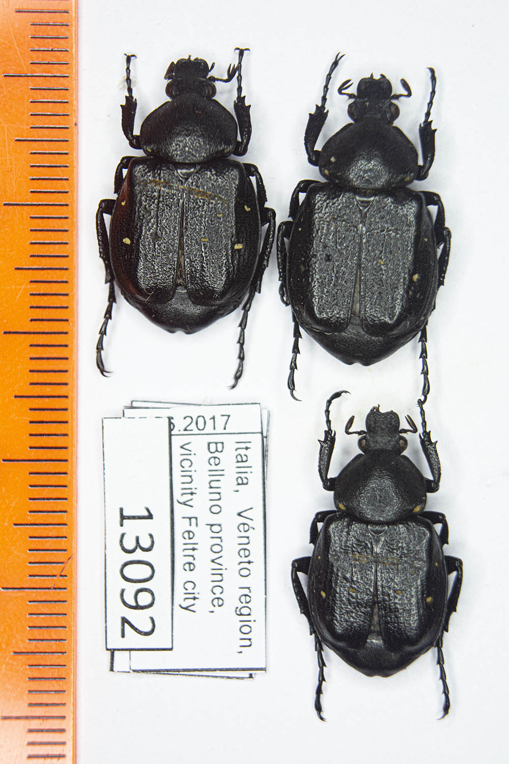 Gnorimus variabilis (Linnaeus, 1758) #13092 — InsectPlace