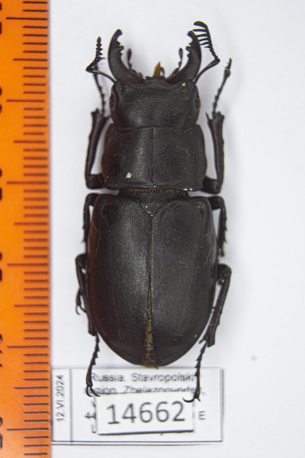 Lucanus ibericus (Motschulsky, 1845) # 14662 40mm — InsectPlace