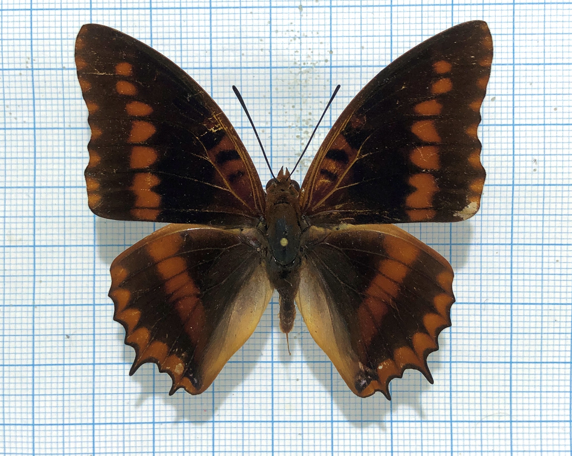 Charaxes lucretius, male, A-, DRC — InsectPlace