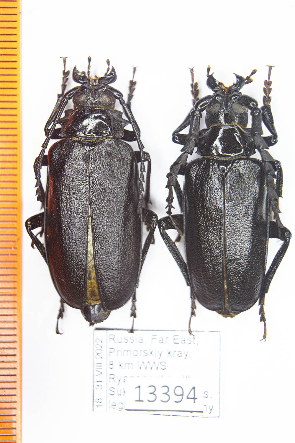 Prionus insularis Motschulsky, 1857 # 13394 — InsectPlace