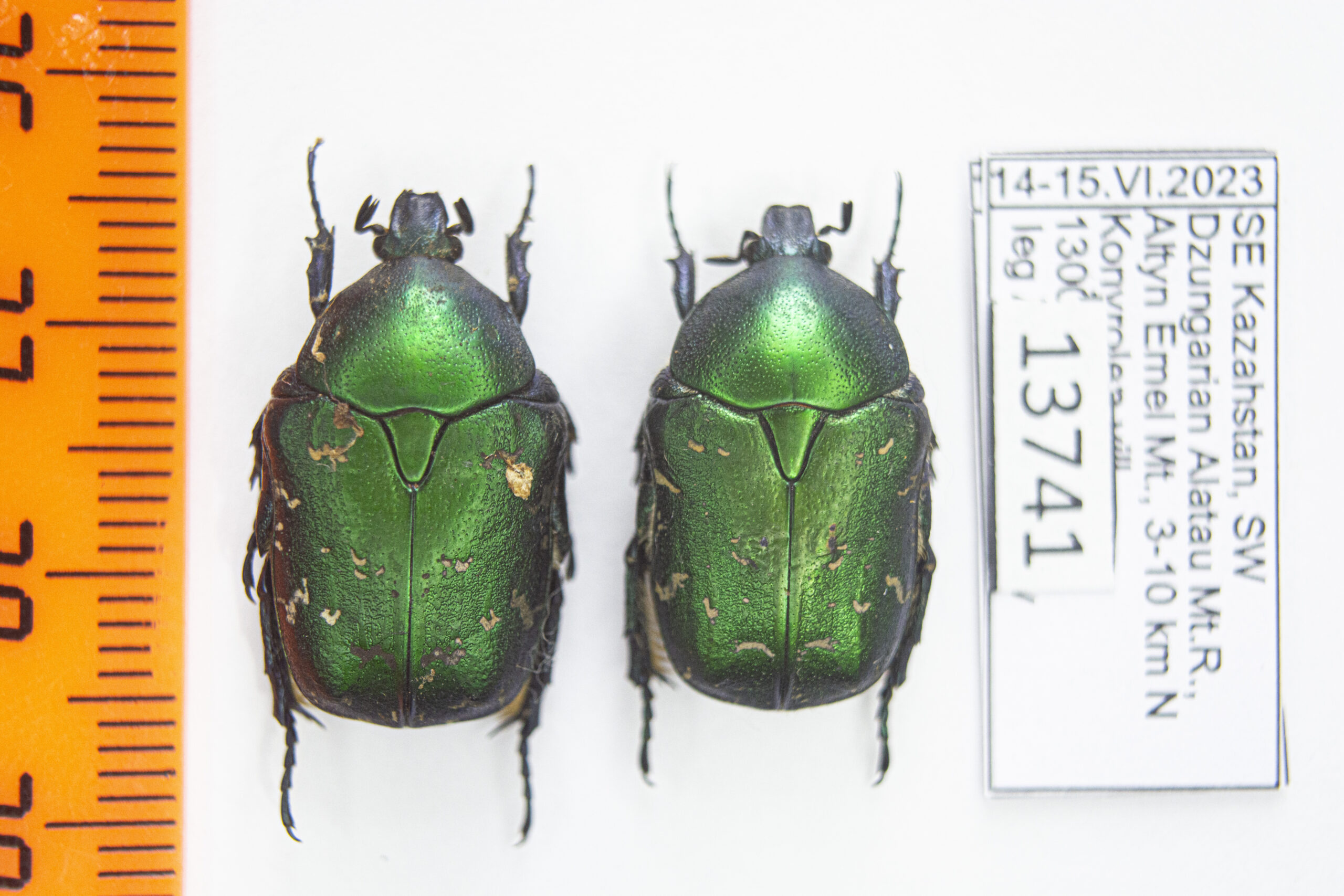 Protaetia (Netocia) ungarica auliensis (Reitter 1901) # 13741 — InsectPlace