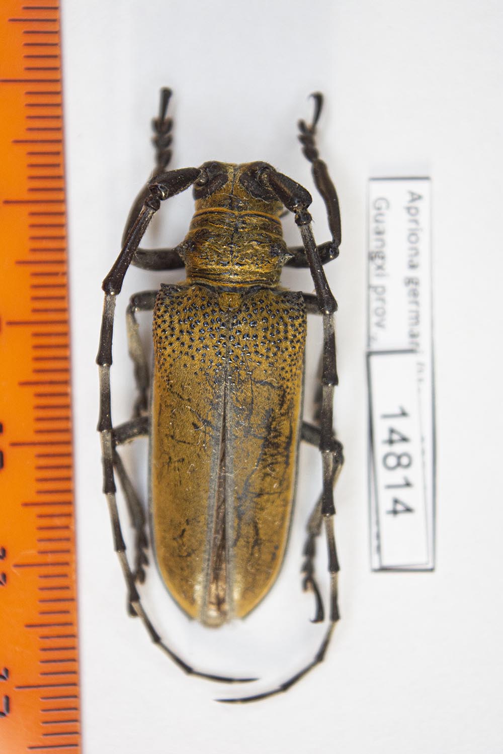 Apriona germari (Hope, 1831) 14814 — InsectPlace