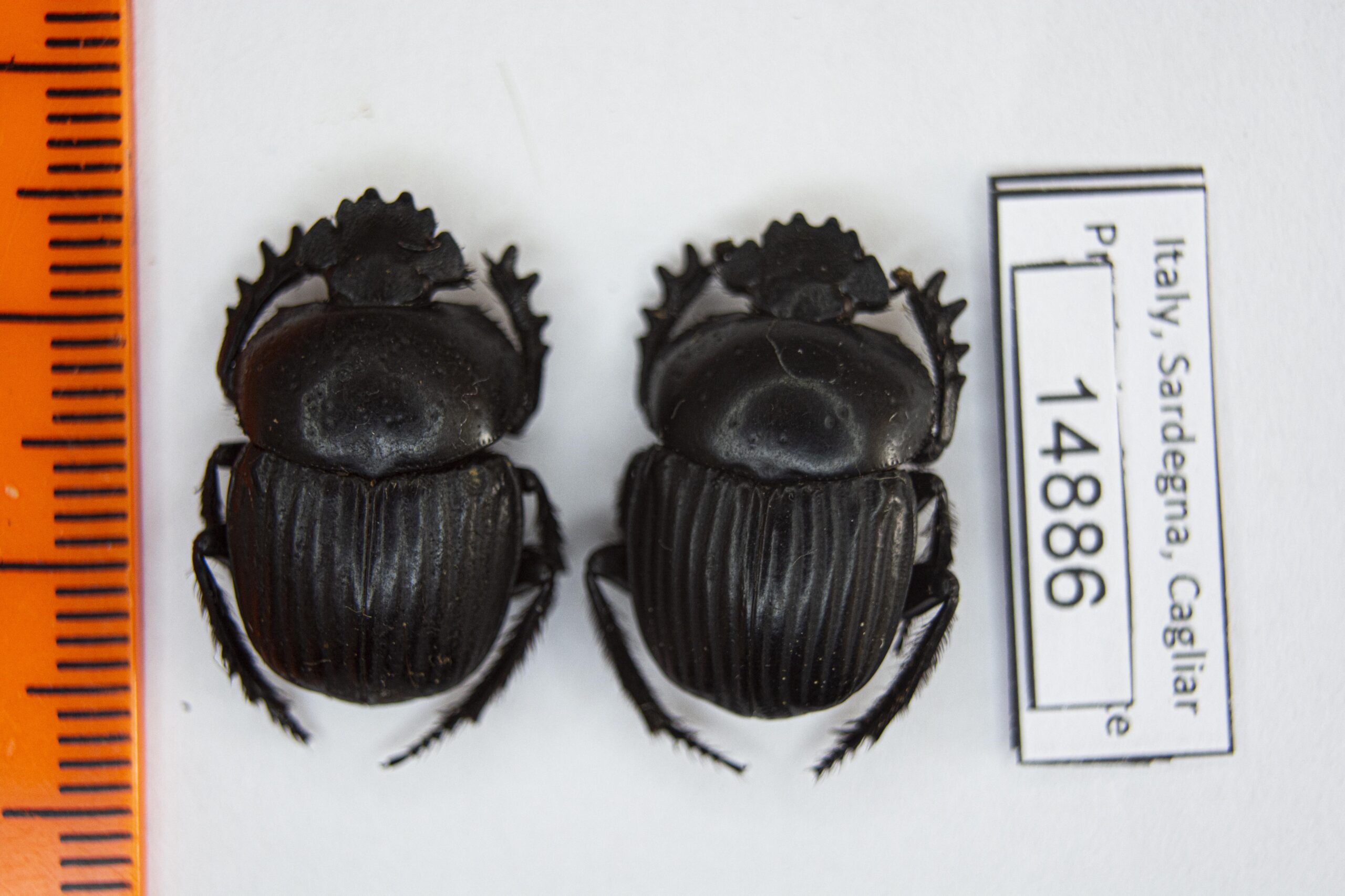 Scarabaeus laticollis (Linnaeus, 1767) # 14886 — InsectPlace