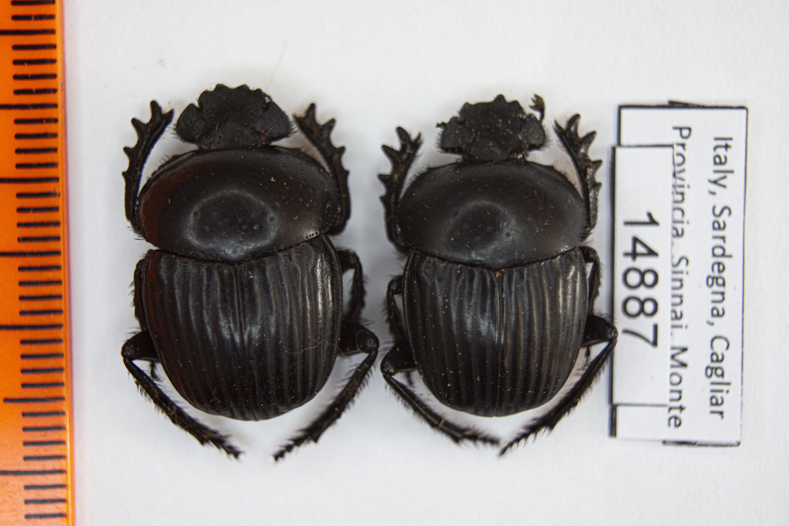 Scarabaeus laticollis (Linnaeus, 1767) # 14887 — InsectPlace