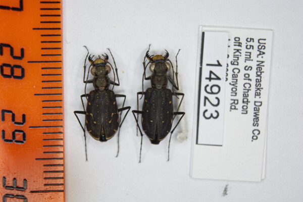 Cicindela punctulata punctulata (Olivier, 1790) # 14923 — InsectPlace