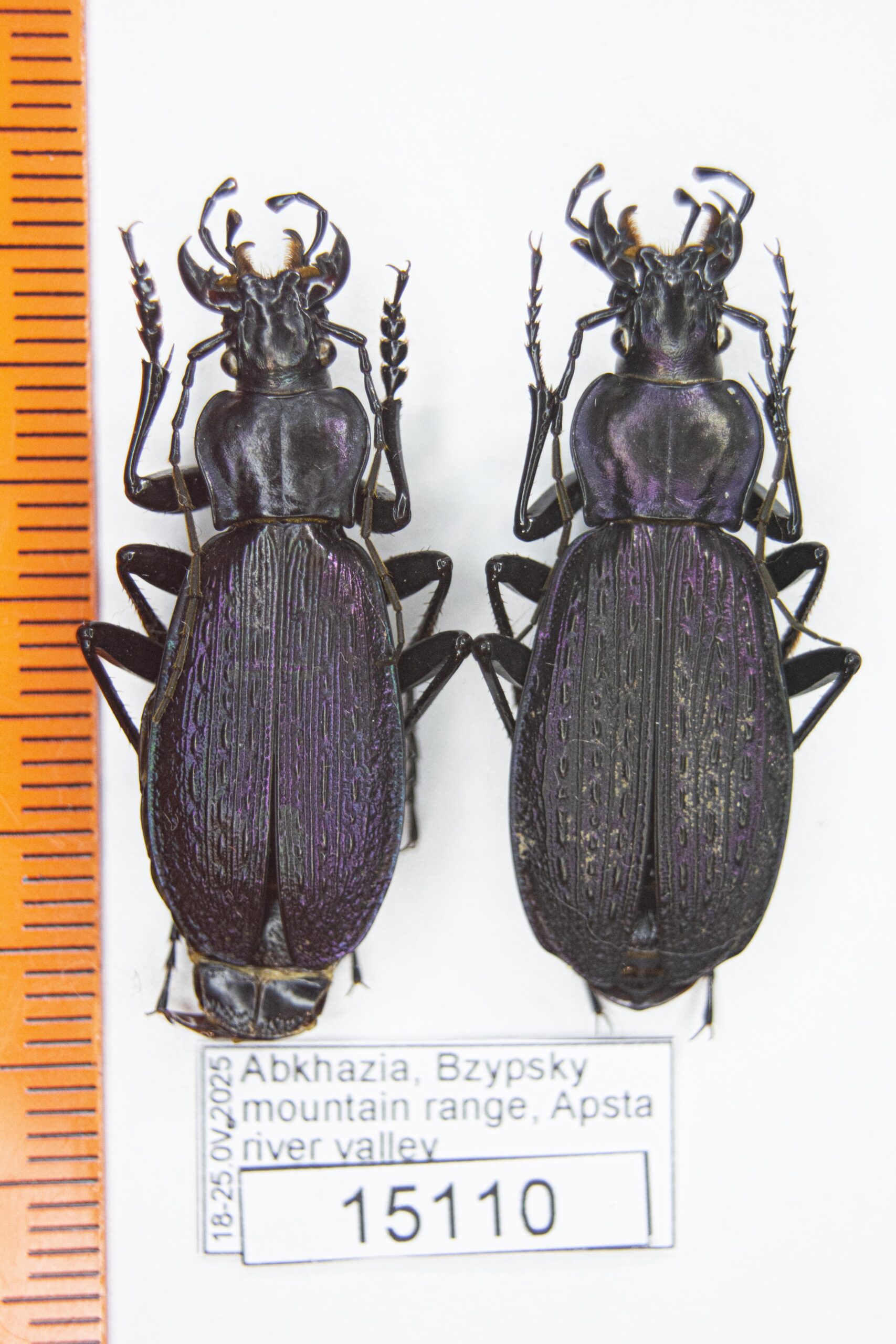 Carabus (Archiplectes) apollo tenebricosus (Kurnakov, 1962) # 15110 ...