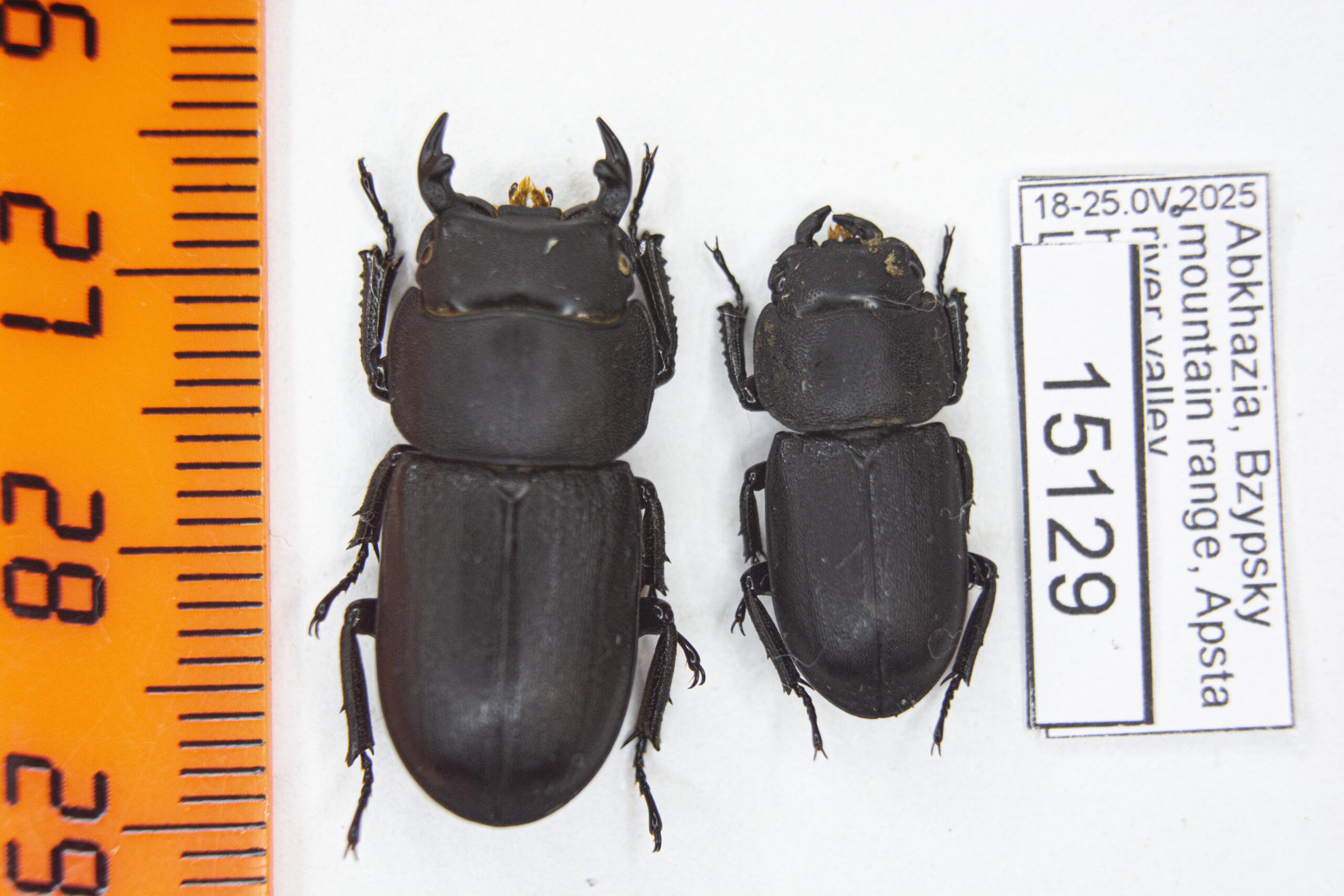 Dorcus parallelipipedus (Linnaeus, 1758) # 15129 — InsectPlace