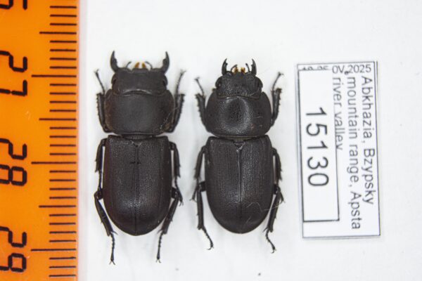 Dorcus parallelipipedus (Linnaeus, 1758) # 15130 — InsectPlace