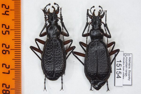 Carabus (Tribax) constantinowi otcharensis (Kurnakov, 1970) # 15154 ...