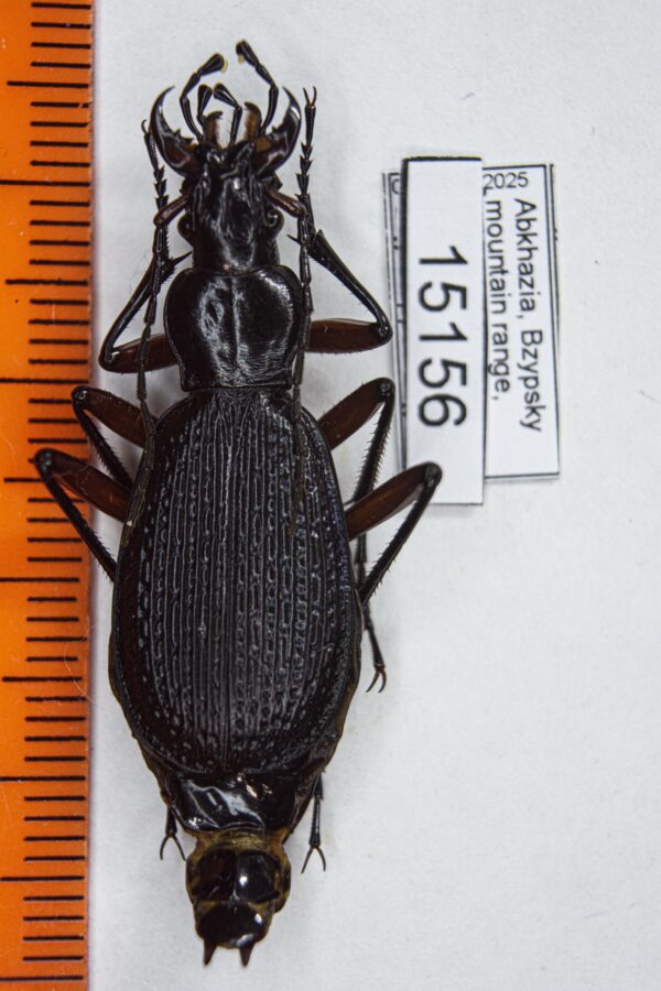 Carabus (Tribax) constantinowi otcharensis (Kurnakov, 1970) # 15156 ...