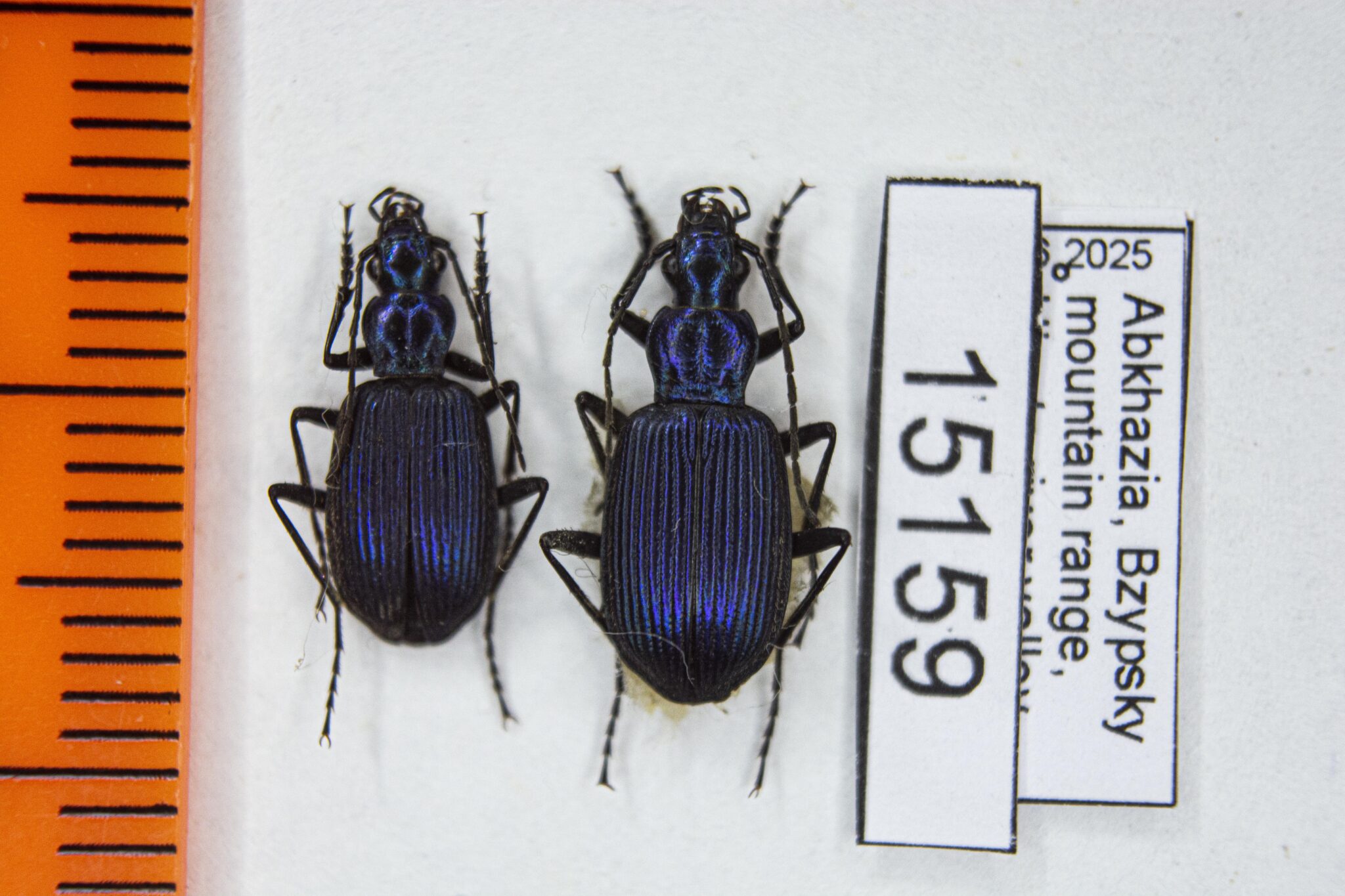 Chlaenius (Stenochlaenius) coeruleus (Steven, 1809) # 15159 — InsectPlace