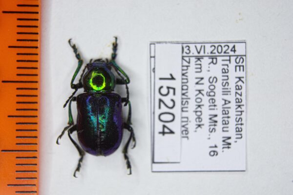 Chrysochares asiaticus orientalis (Lopatin, 1963) # 15204 — InsectPlace